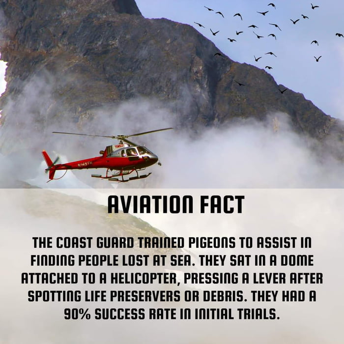 Every Coast Guard unit should try pigeons with SAR missions, could be ...