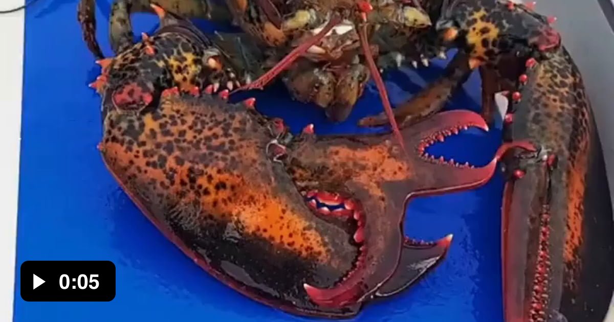 This lobster's claw - 9GAG