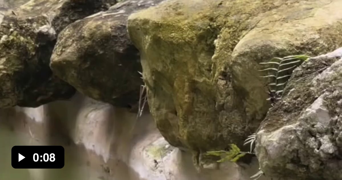 Baby capybara that went viral for doing ‘Thriller' dance officially named by Florida wildlife ...