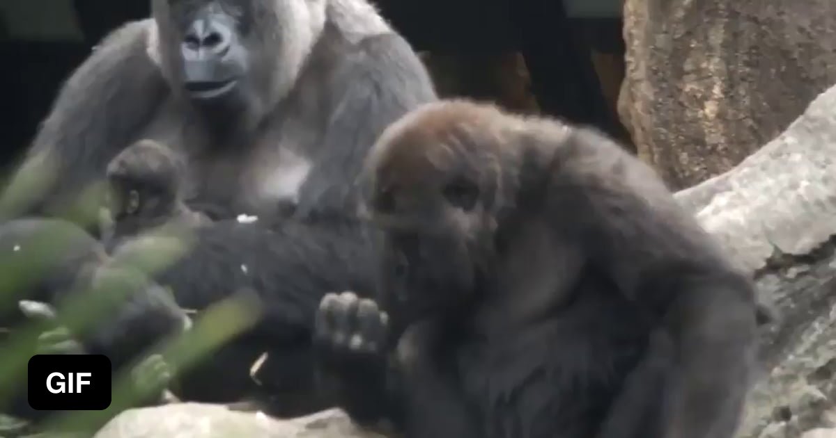 A young Gorilla trying her best to get a closer look at her newborn sibling - 9GAG