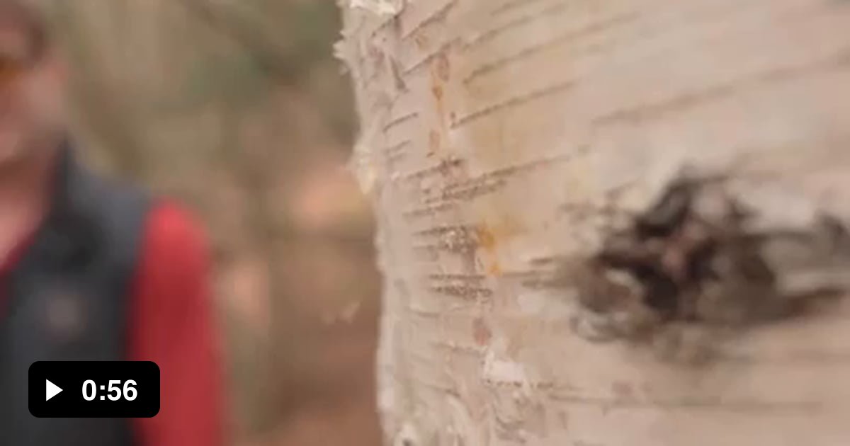 Tapping a birch tree for sap - 9GAG