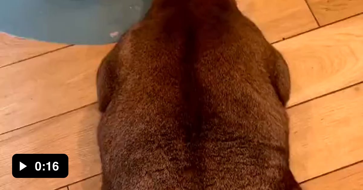 Kitty 9gag 0825
