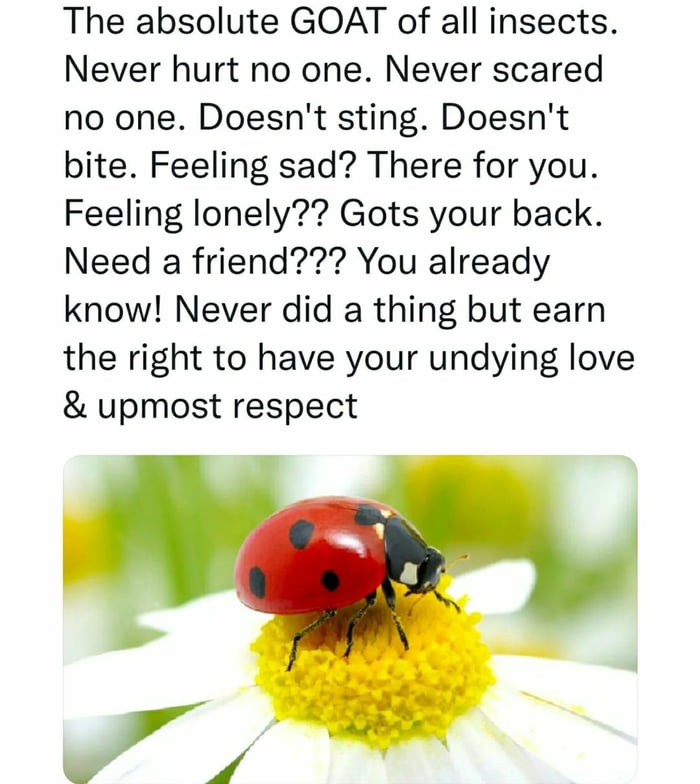 The best bugs - 9GAG