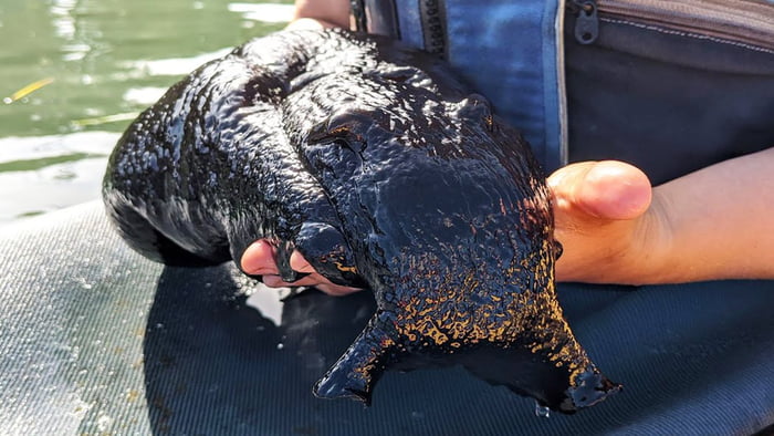 A huge and goopy black sea hare, the largest species of slug in the ...