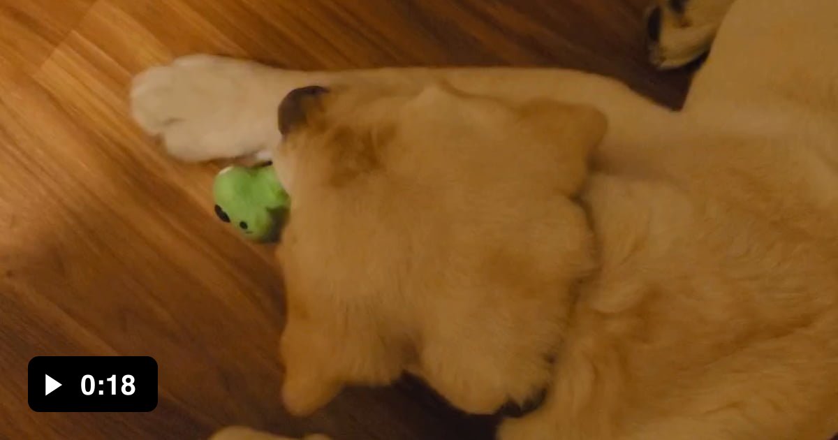Pupper talking with his squeaky toy - 9GAG