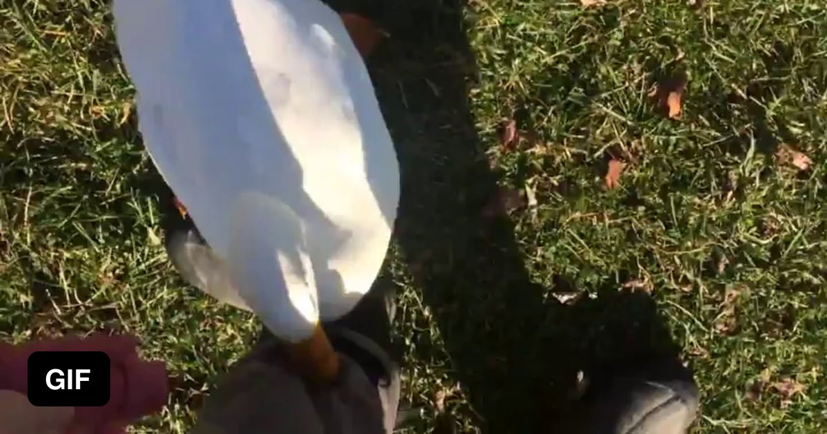 Duck Playing Fetch - 9GAG
