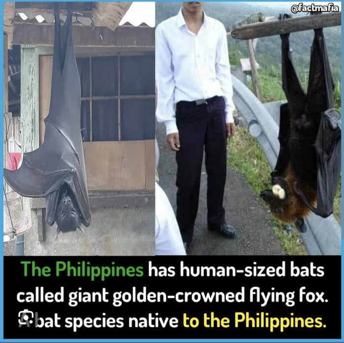 Bats as big as Humans? - 9GAG