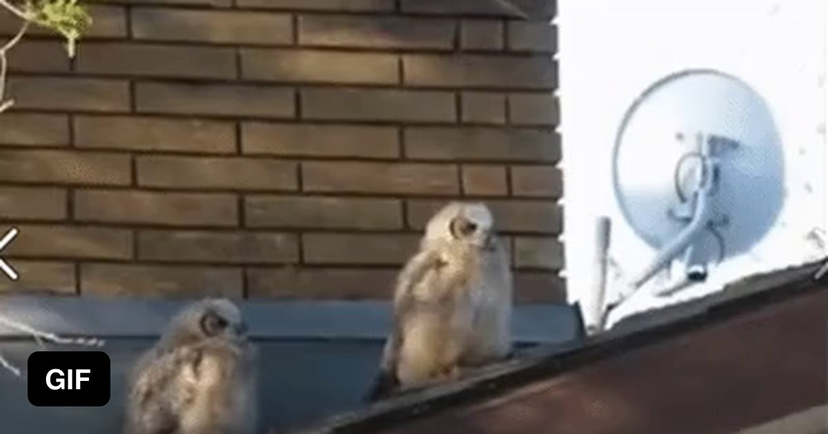 In Bird Culture This Is Considered a Dick Move - 9GAG