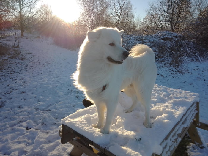 Max being majestic - 9GAG