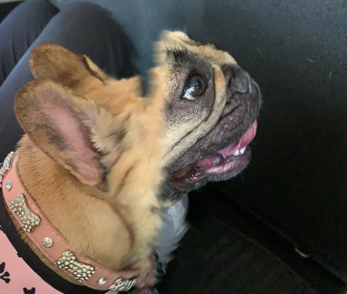 INnOcEnT dOg’S fAcE gEtS dEvOuReD bY vOiD - 9GAG