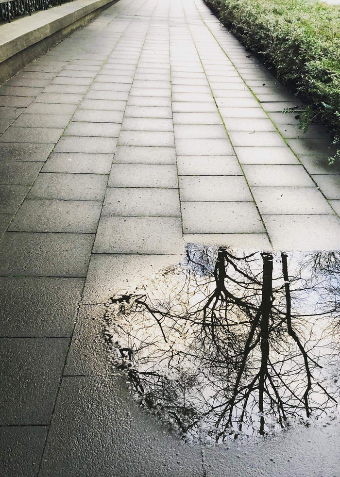 The reflection of the tree - 9GAG