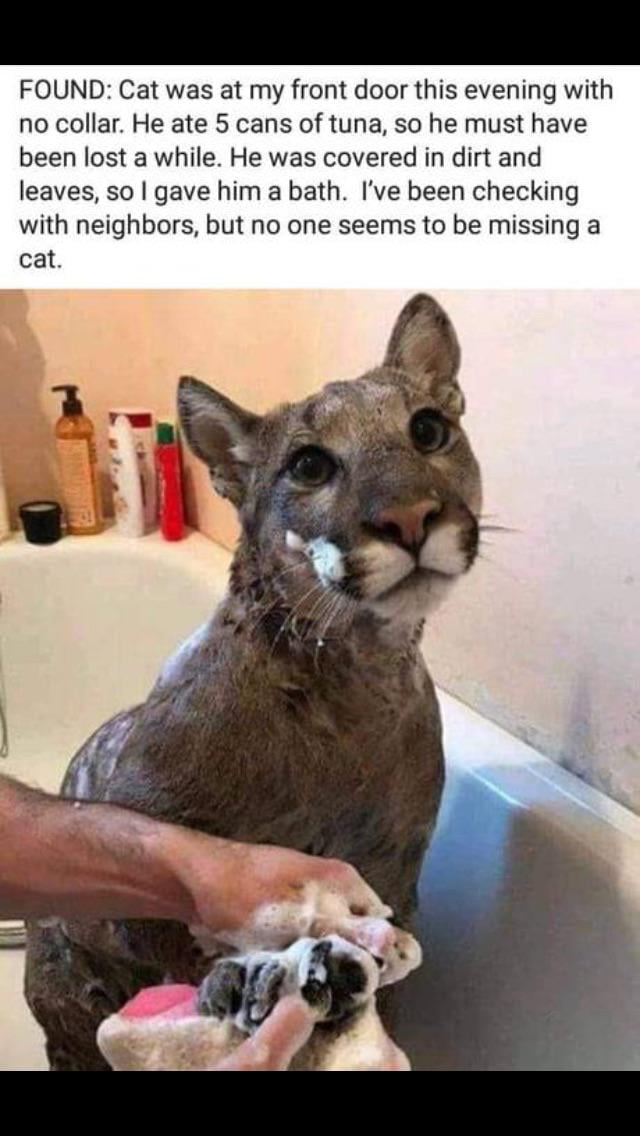Lost cat - 9GAG