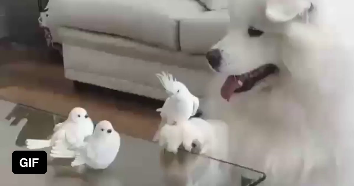 Fluffy cloud and a birb - 9GAG