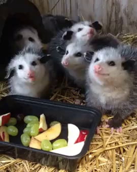 Awesome Possum Party - 9GAG