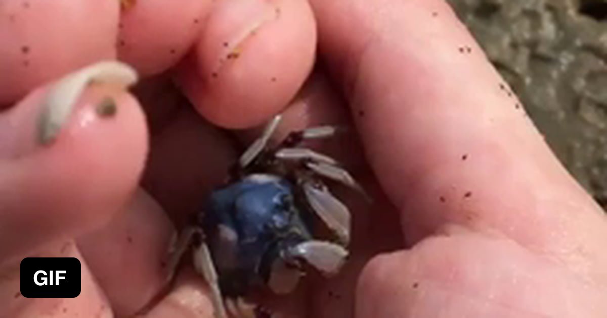 This crab burying itself. - 9GAG