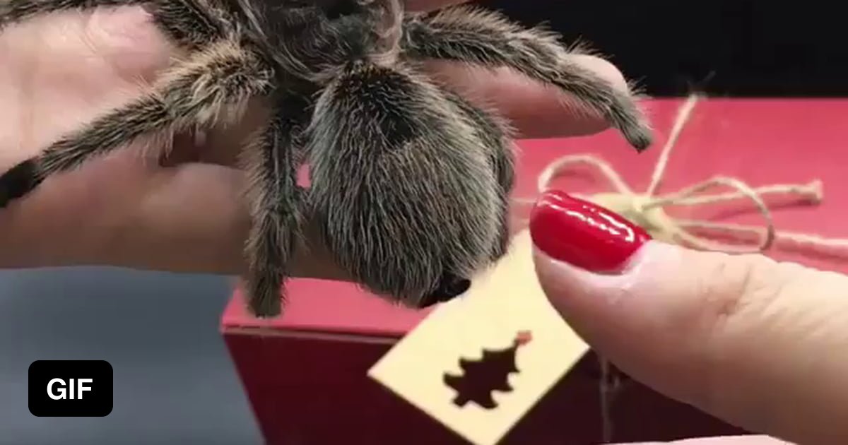 Rose Haired Tarantula silk - 9GAG