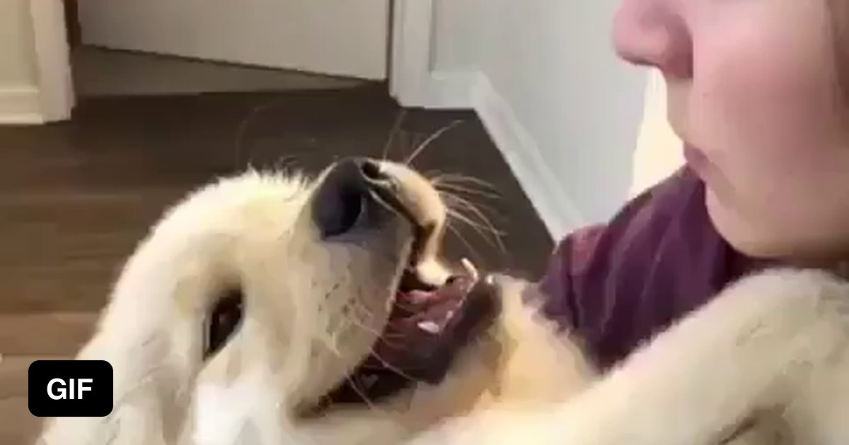 Smol Golden pupper - 9GAG