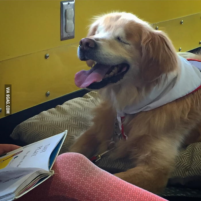 Smiley the Blind Therapy Dog helps a child learn to read. He listens to ...