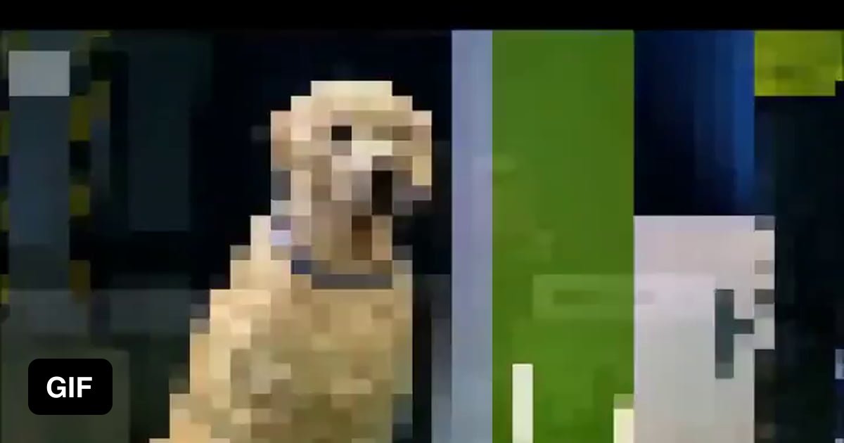 Golden retriever attempts an obstacle course with distractions in the ...