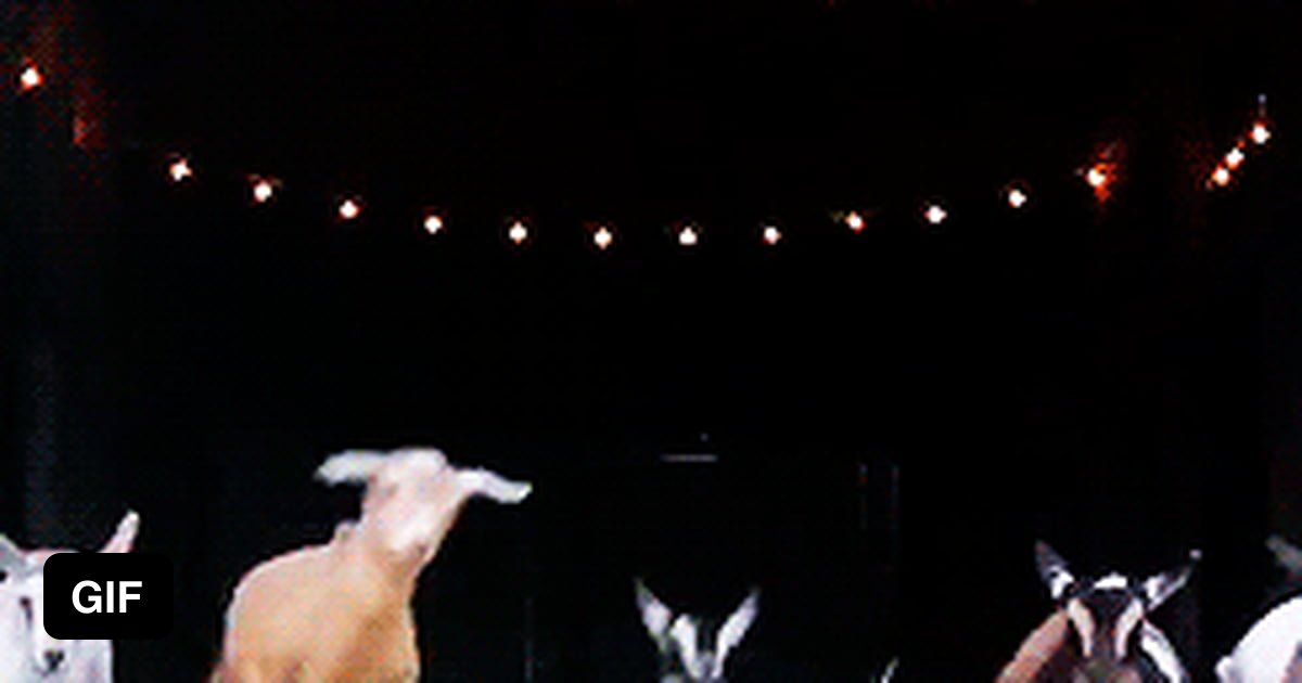 Just some jumping baby goats - 9GAG