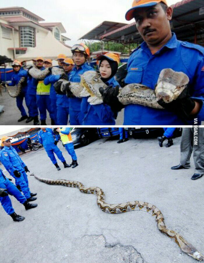 Giant python caught in Malaysia. It was eight metres long and about ...