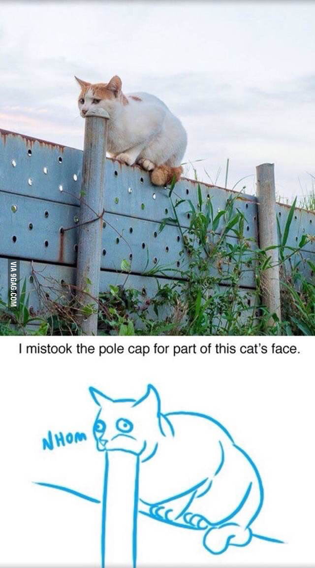 Cat eating pole - 9GAG