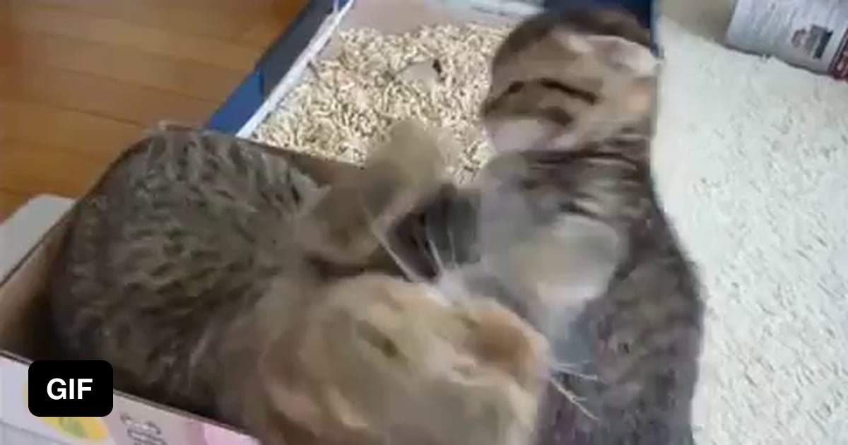 The most gentle cat fight. - 9GAG