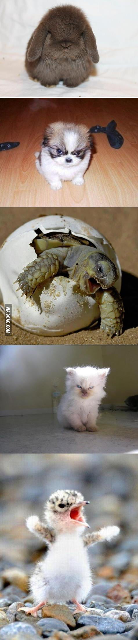 Angry baby animals - 9GAG