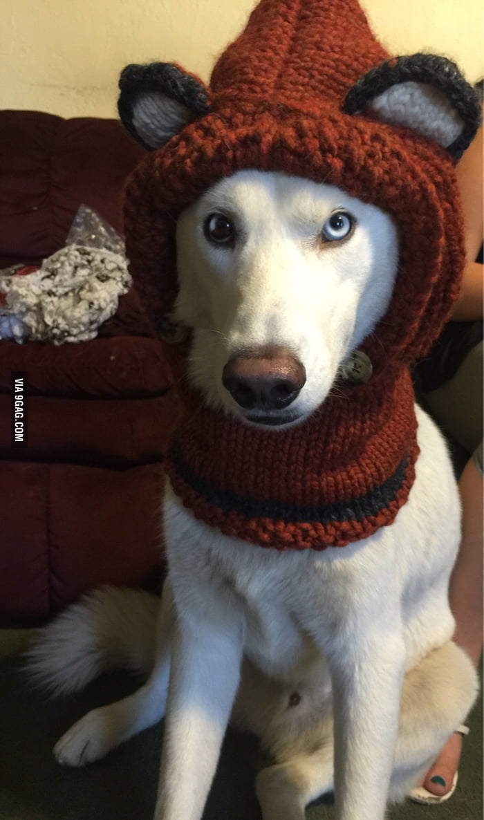 This dog obviously had to be the first to try on my new beanie - 9GAG