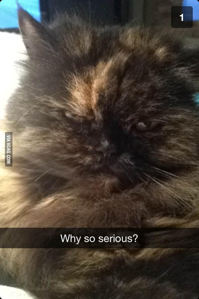 I found the 'why so serious' cat - 9GAG