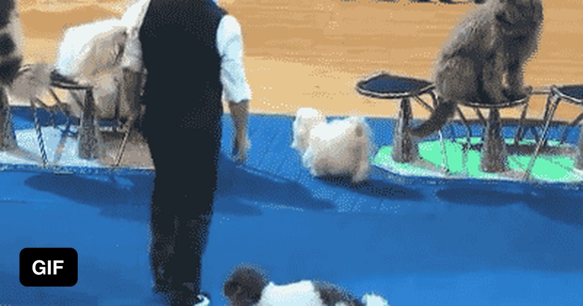Backflipping Dog - 9GAG