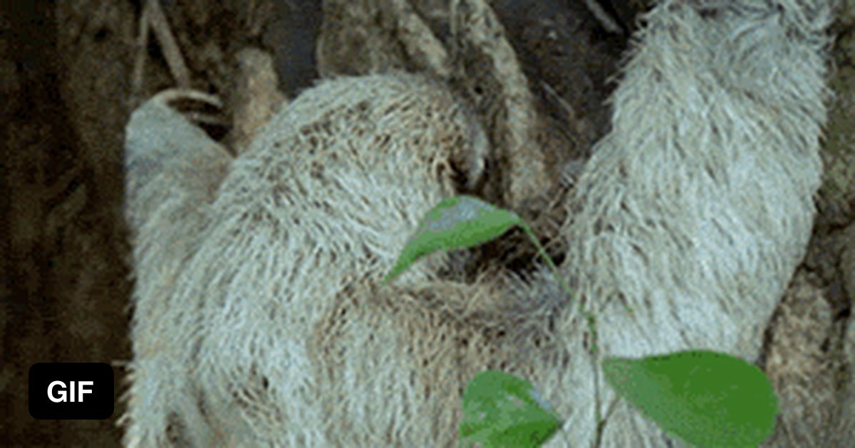 When I'm a sloth and I smell a treehole - 9GAG