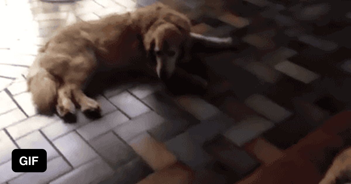 "Hi there dog, I'm enjoying this. Are you?" - 9GAG