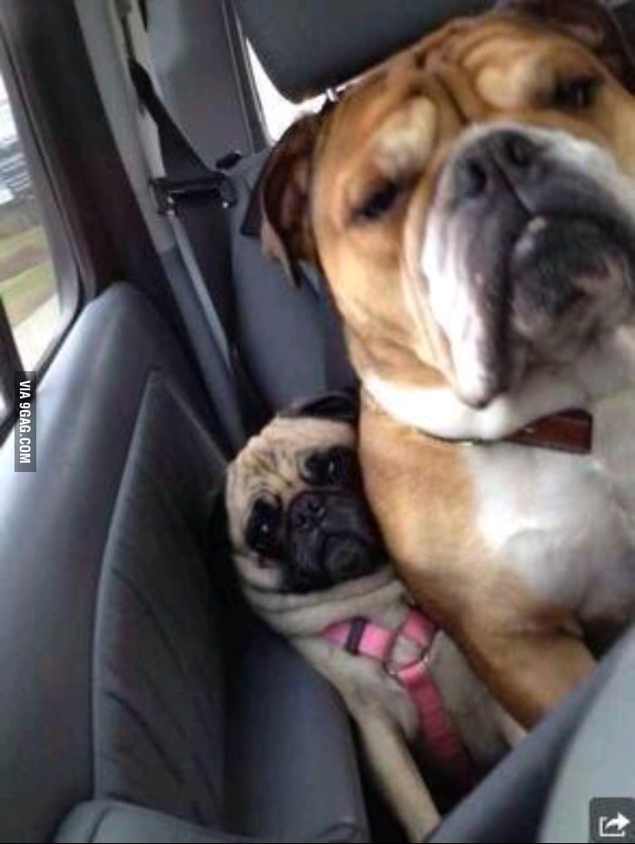 I don't know why but this picture always gives me a good laugh - 9GAG