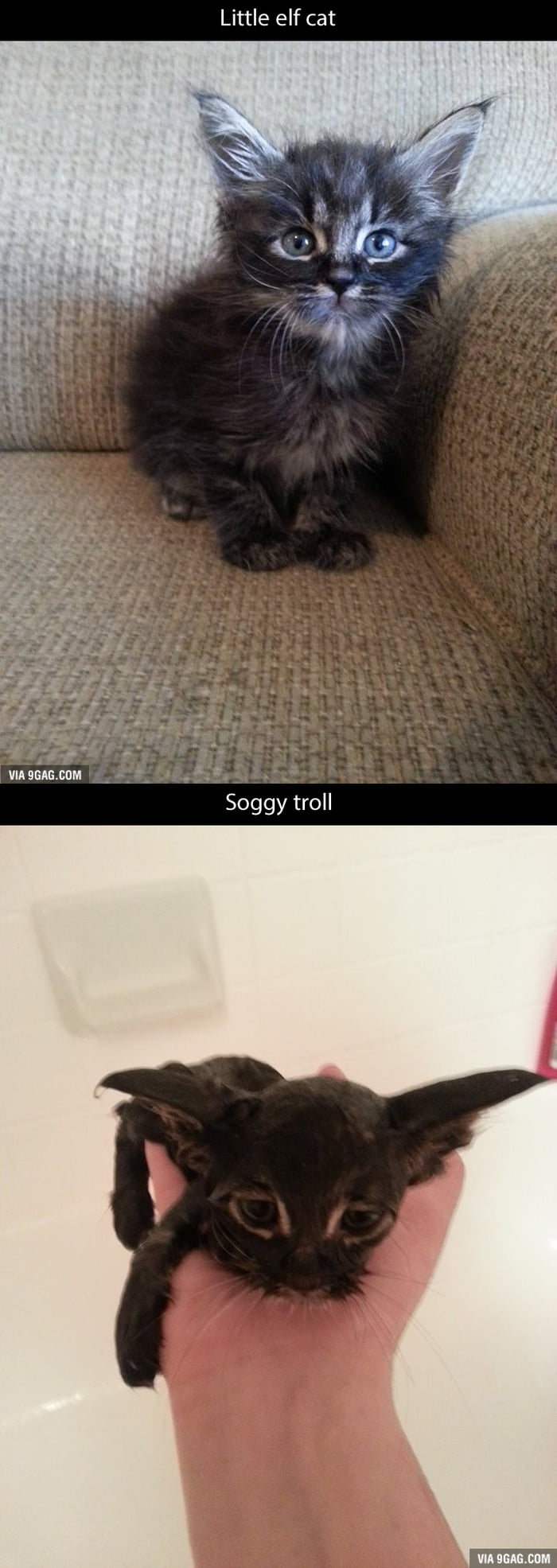 My foster kitten looks like an elf - 9GAG