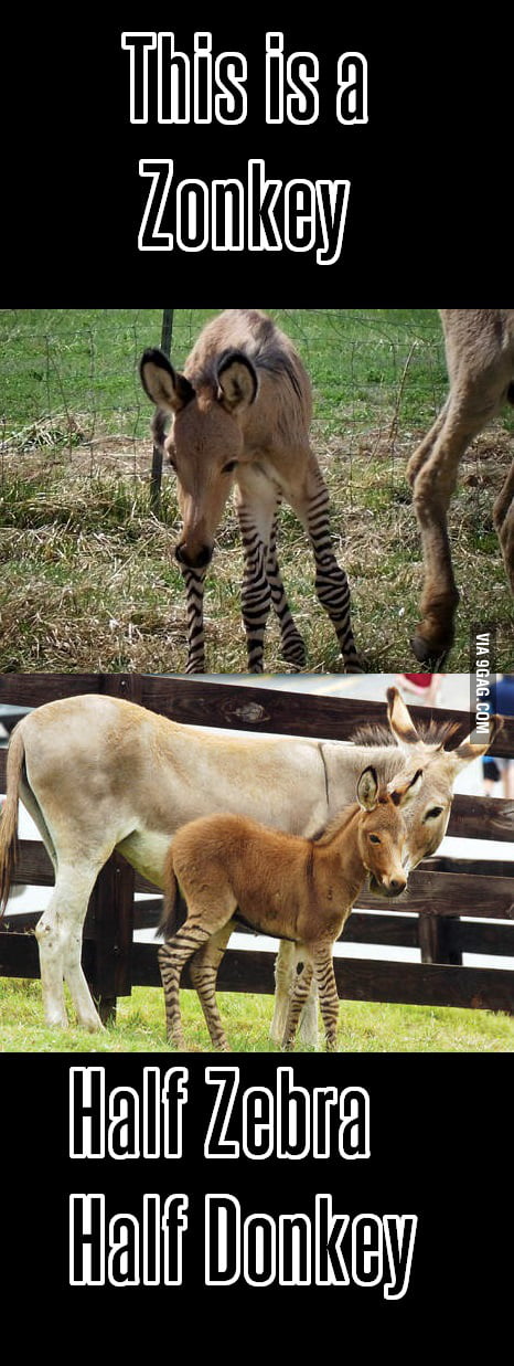 Zonkey of Debra? - 9GAG