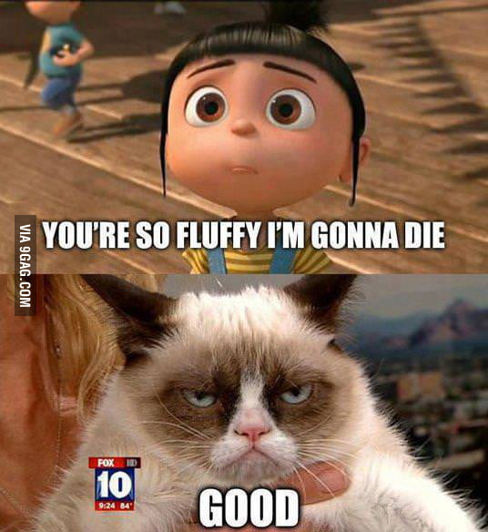 YOU'RE SO FLUFFY I'M GONNA DIE! - 9GAG
