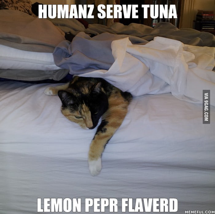 First World Cat Problems - 9GAG