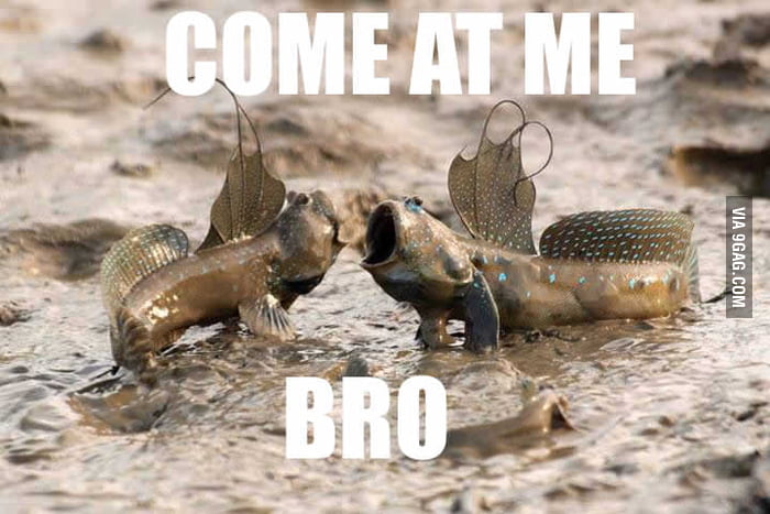 The mudskipper - 9GAG