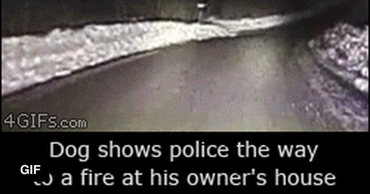 Dog saving a life - 9GAG