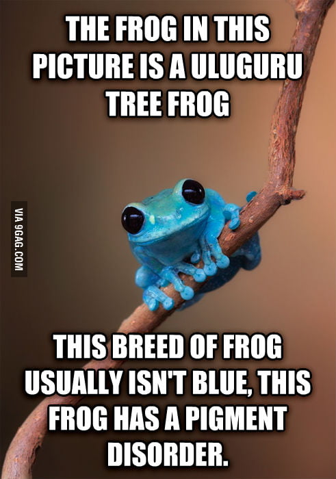 Small Fact Frog - 9GAG