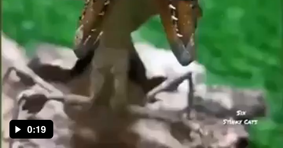 Nature's surprising defense mechanisms on full display. - 9GAG