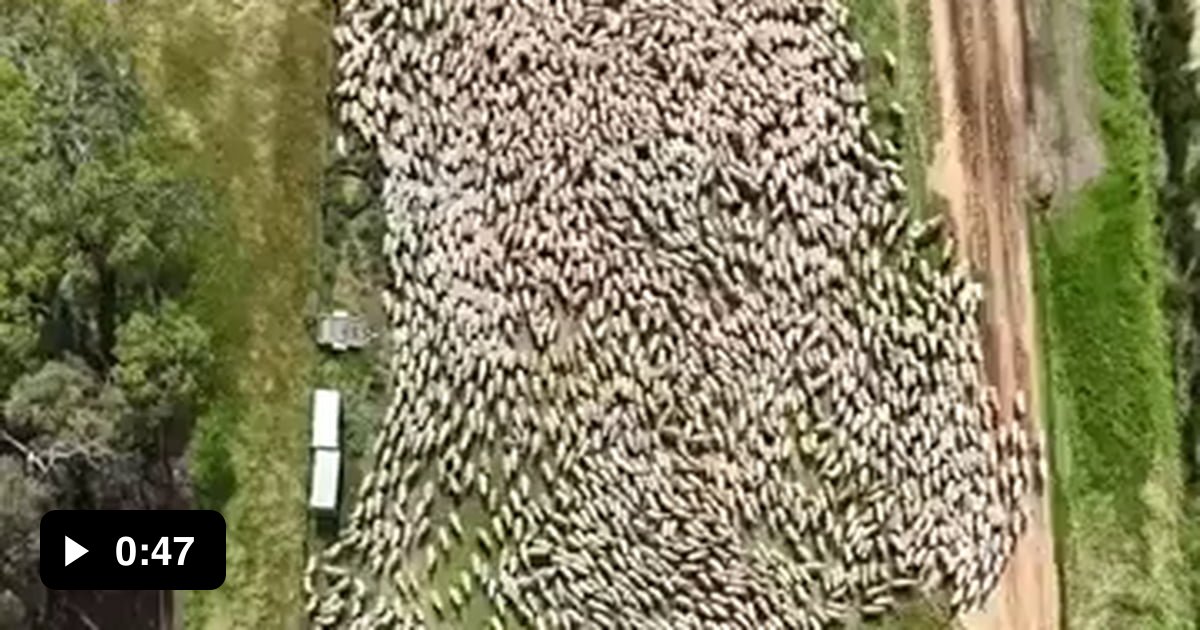 The Shepard dog guiding the sheep - 9GAG