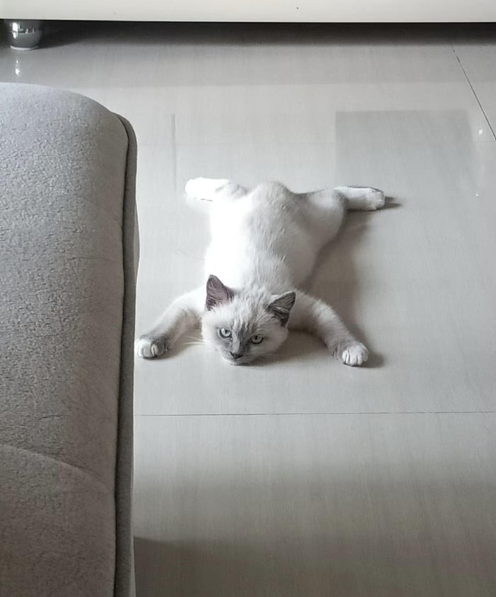 Lying down does not mean lying down, this is the lazy philosophy of cats - 9GAG