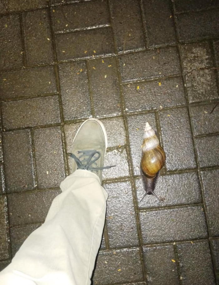 Of a snail - 9GAG