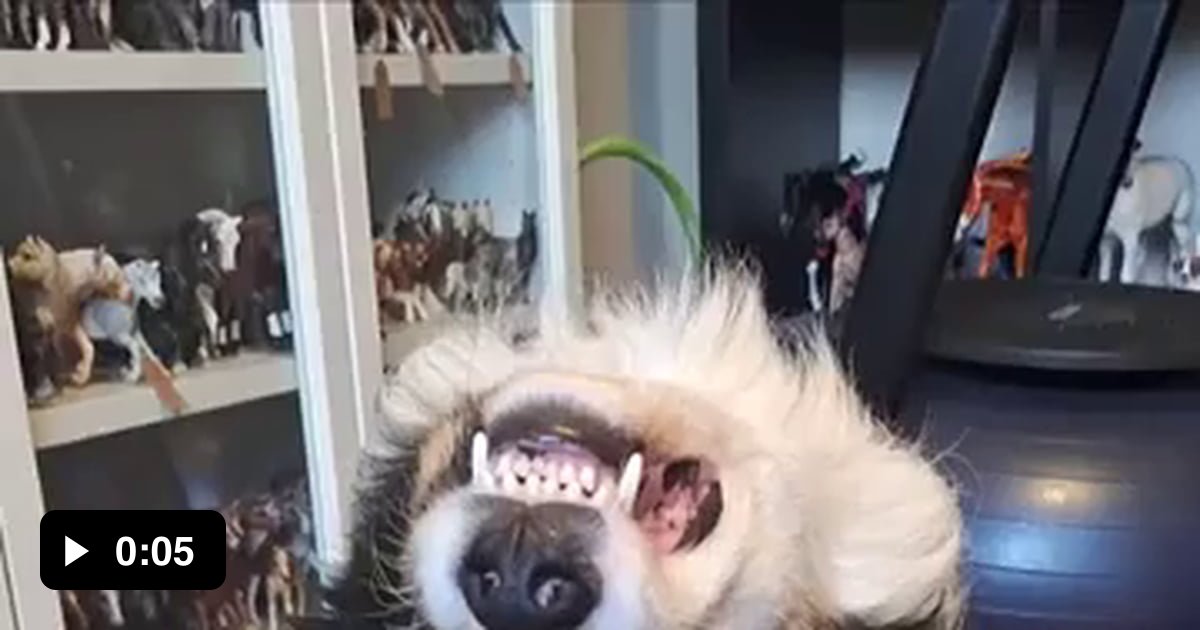 Dog screamer) - 9GAG