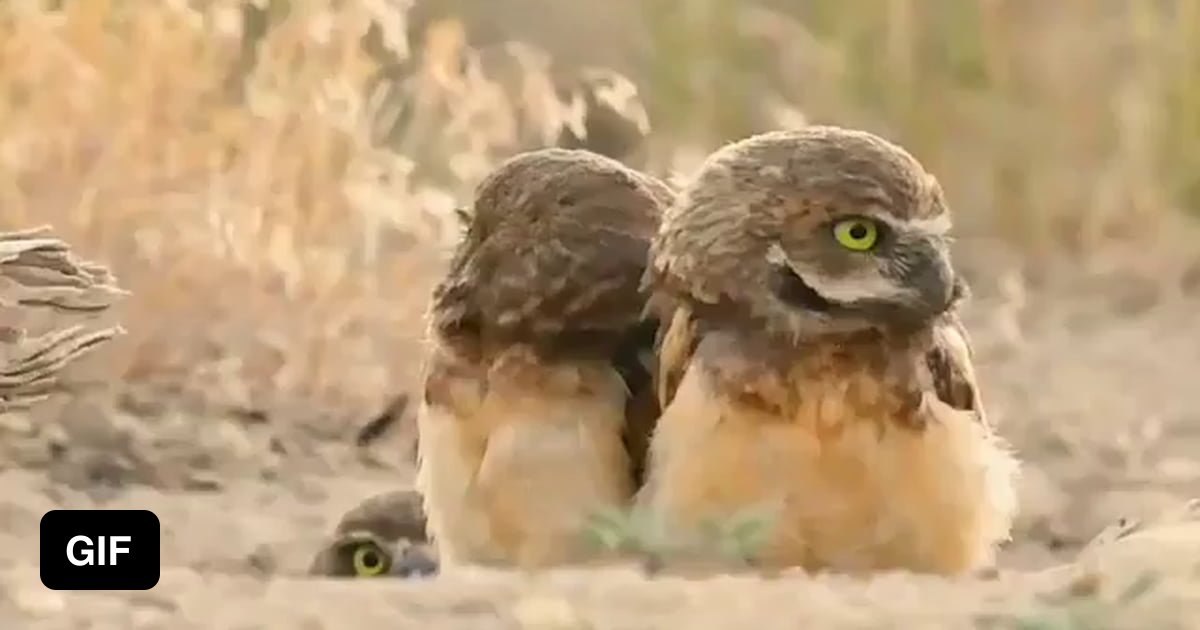 Talk softly and carry a big stick - 9GAG