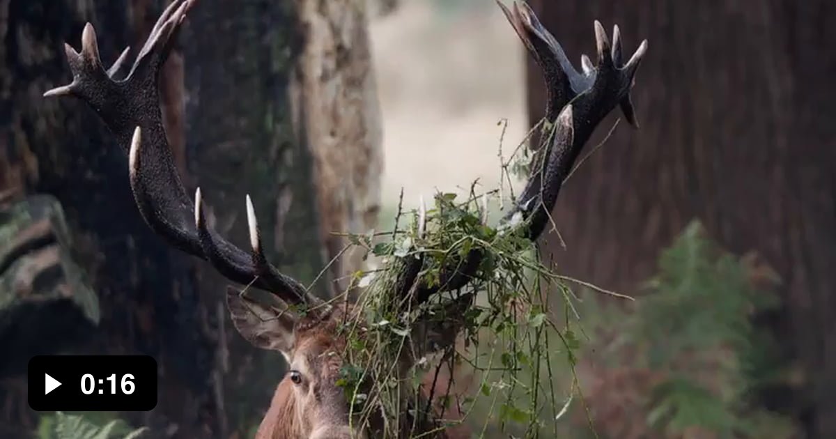 A red deer stag walking straight towards me - 9GAG