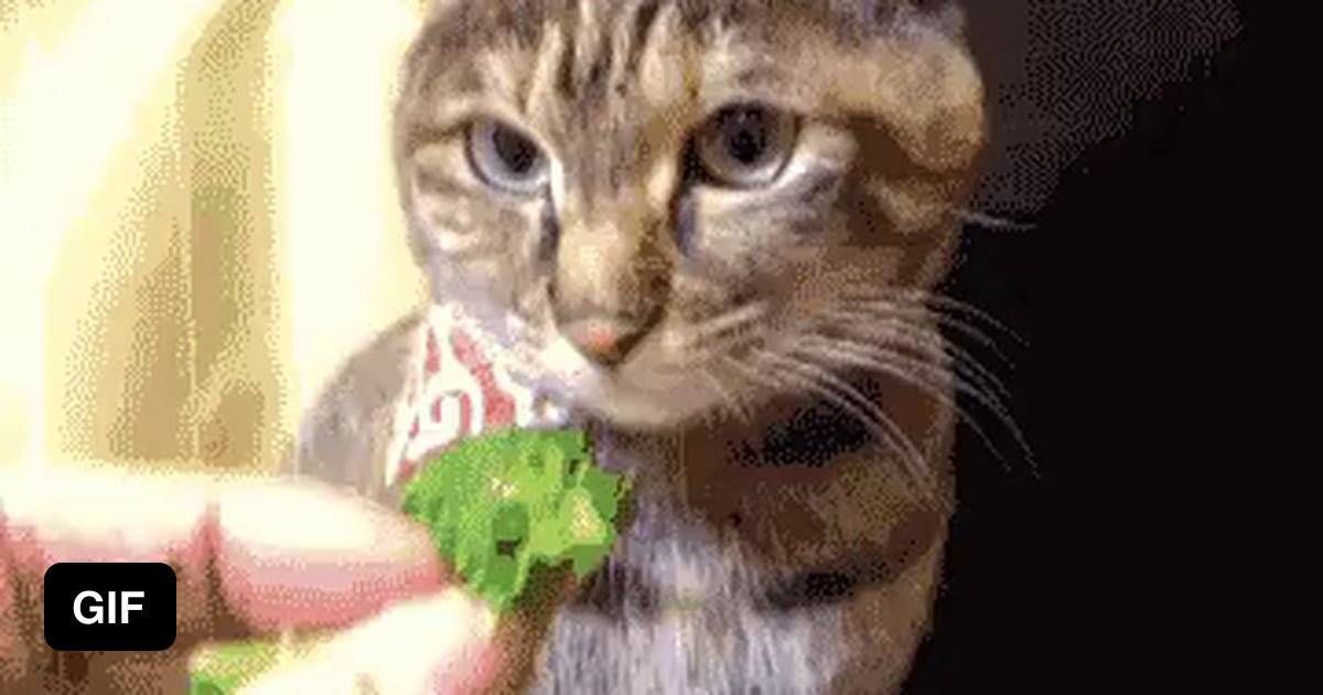 Vegetarian dog - 9GAG