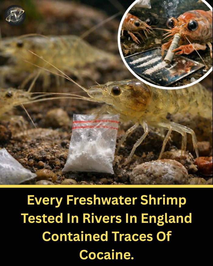 How tf do you drug test a shrimp? - 9GAG
